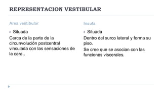 Corteza cerebral | PDF
