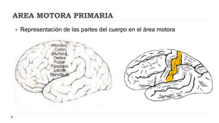 Corteza cerebral | PDF