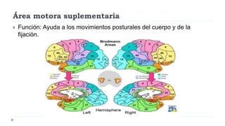 Corteza cerebral | PDF