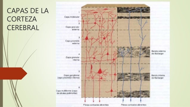 Corteza cerebral
