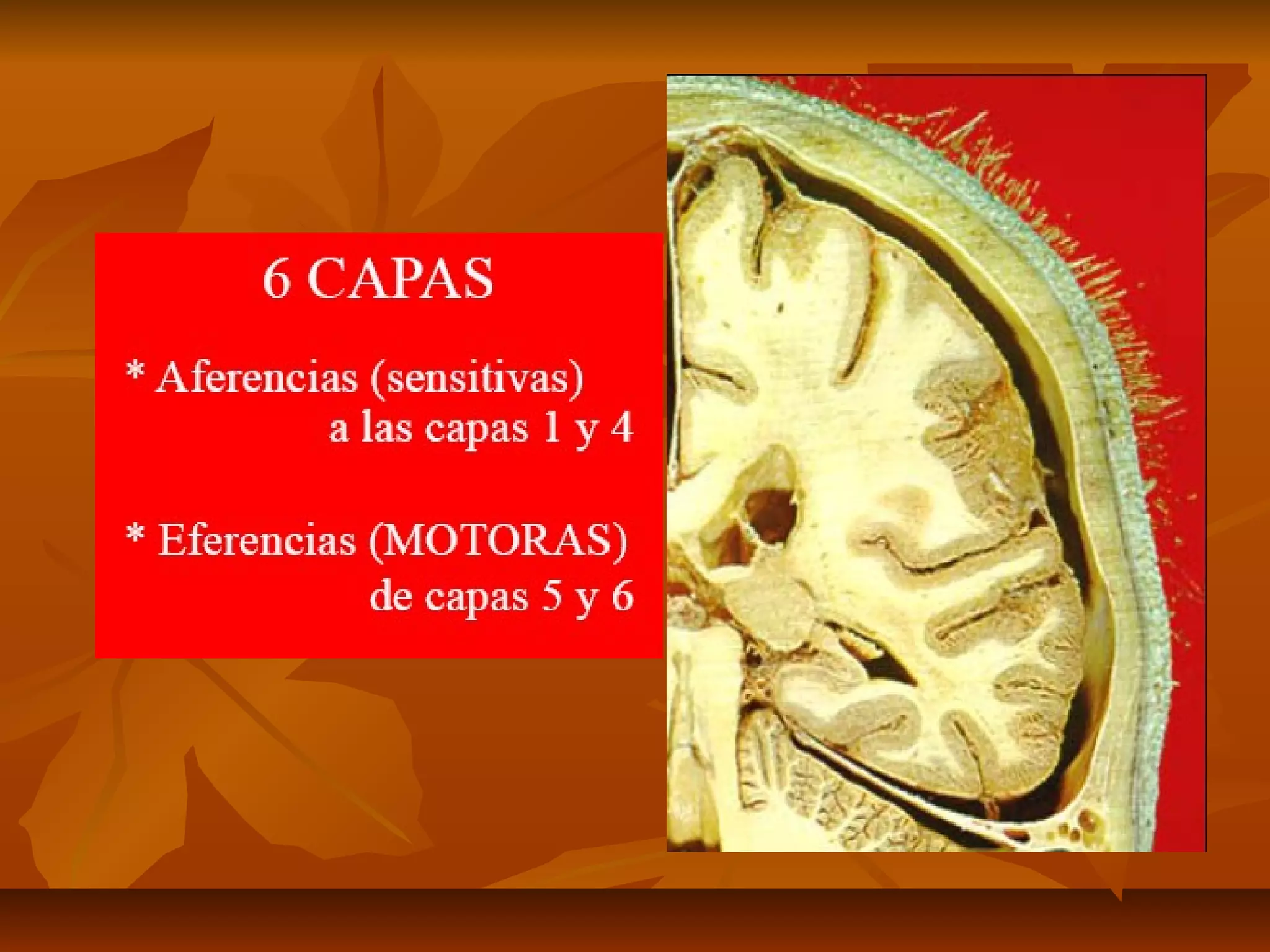 Capas de la corteza cerebral | PPT
