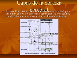 Capas de la corteza cerebral | PPT