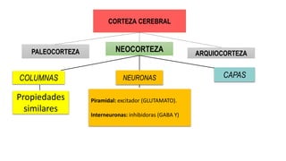 Control de la función motora por la corteza y el tronco del encefalo | PPTX