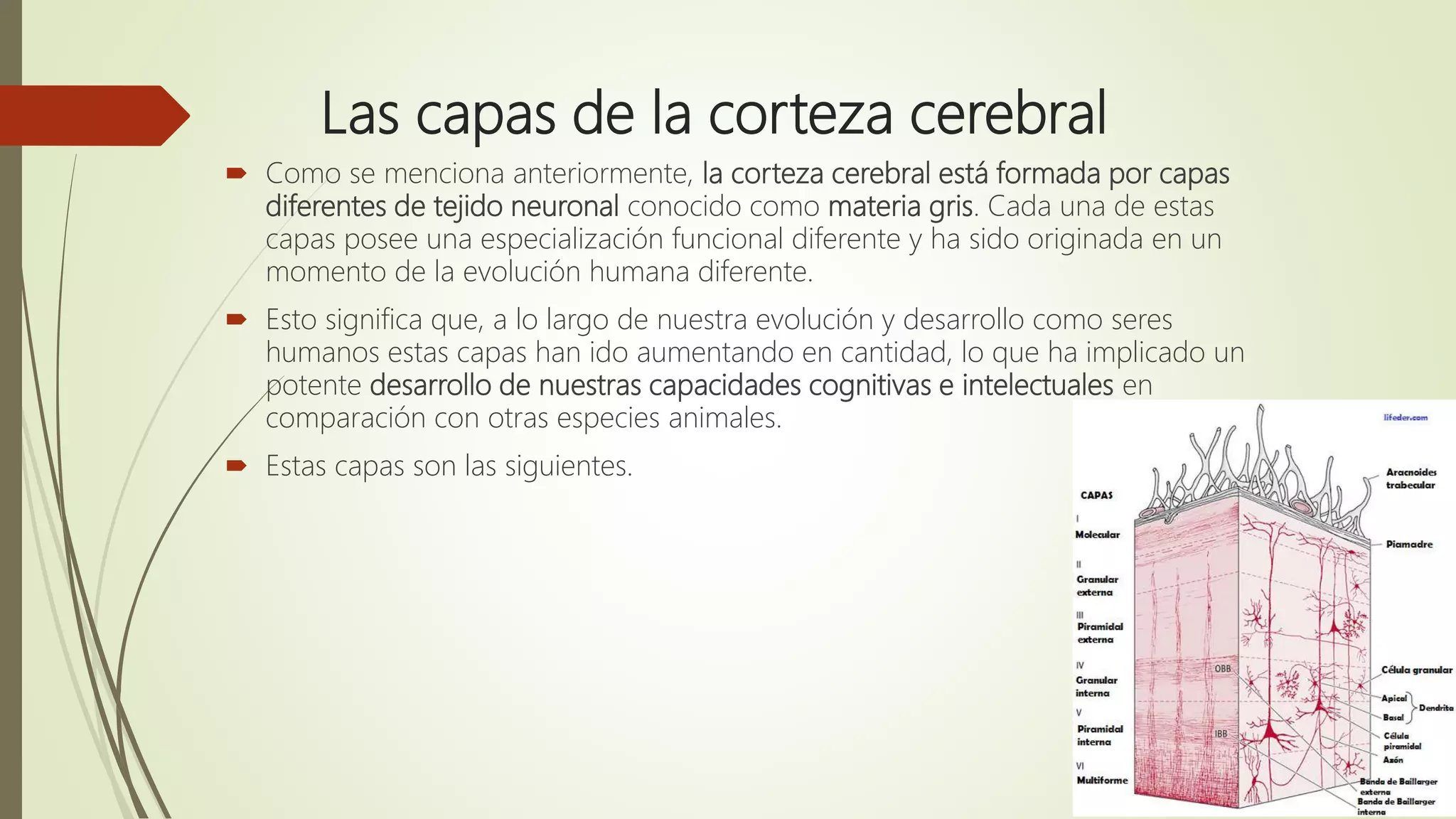 Corteza cerebral | PPT