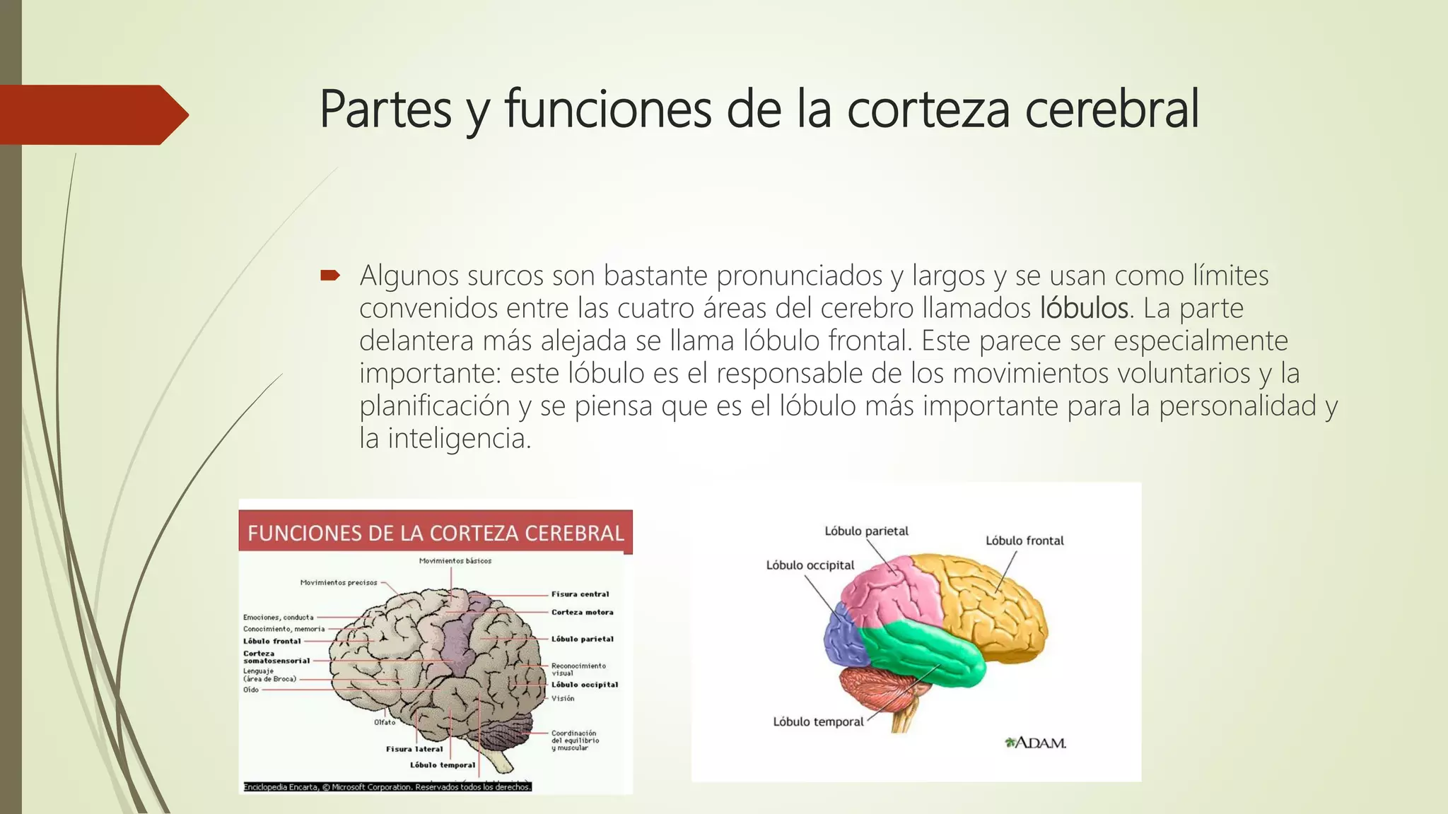 Corteza cerebral | PPT