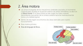 Corteza cerebral | PPTX