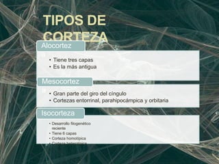 La corteza cerebral CLASE PORWERPOINT.pptx