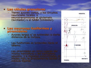 Corteza cerebral | PPT