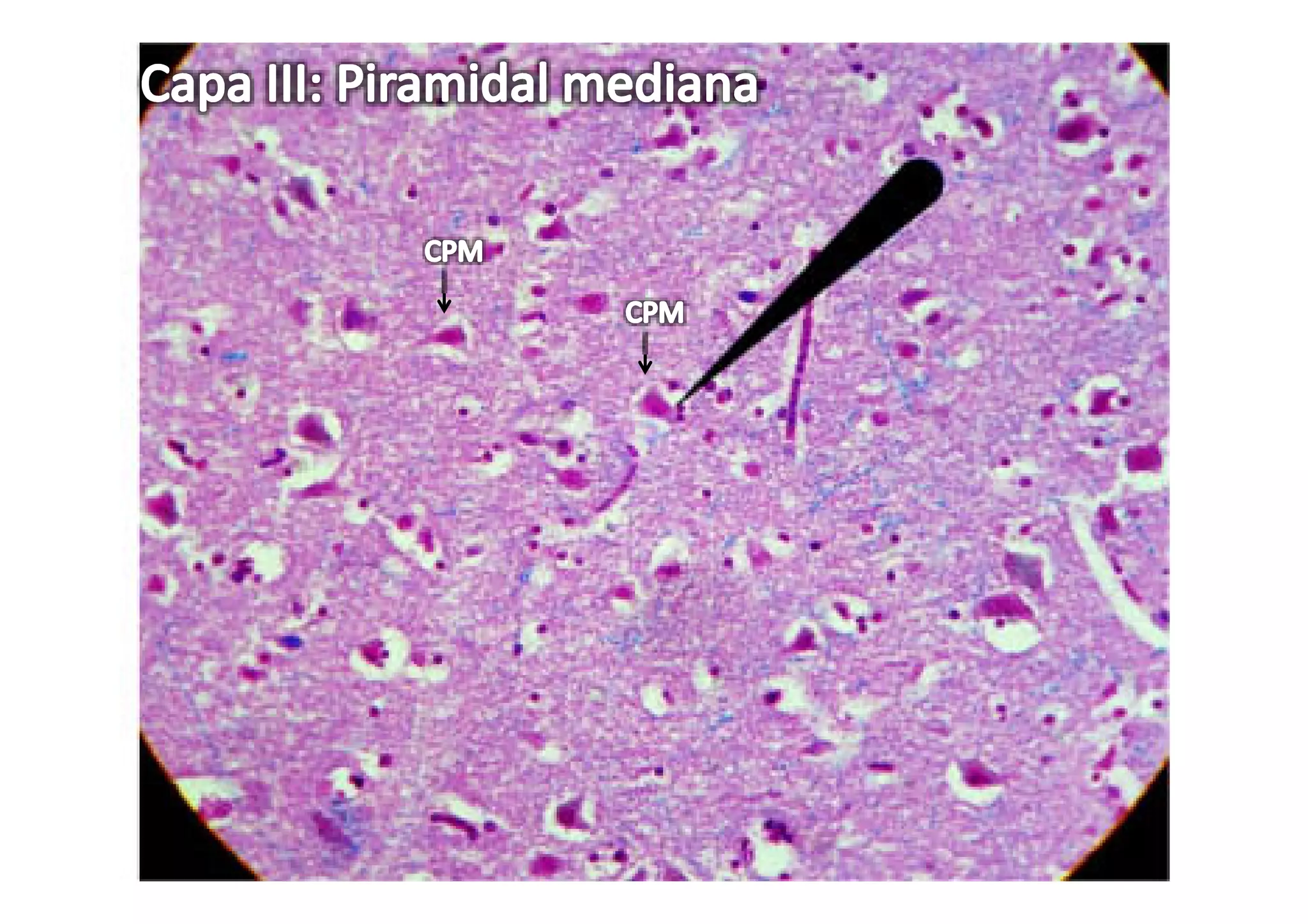 Corteza cerebral y cerebelosa | PDF