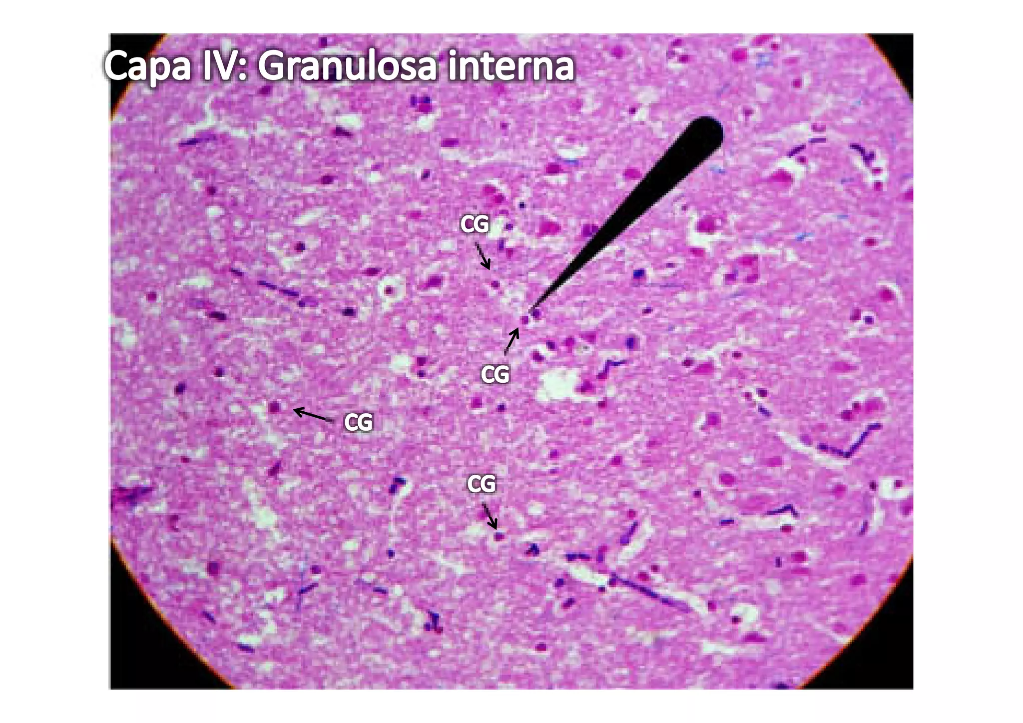 Corteza cerebral y cerebelosa | PDF