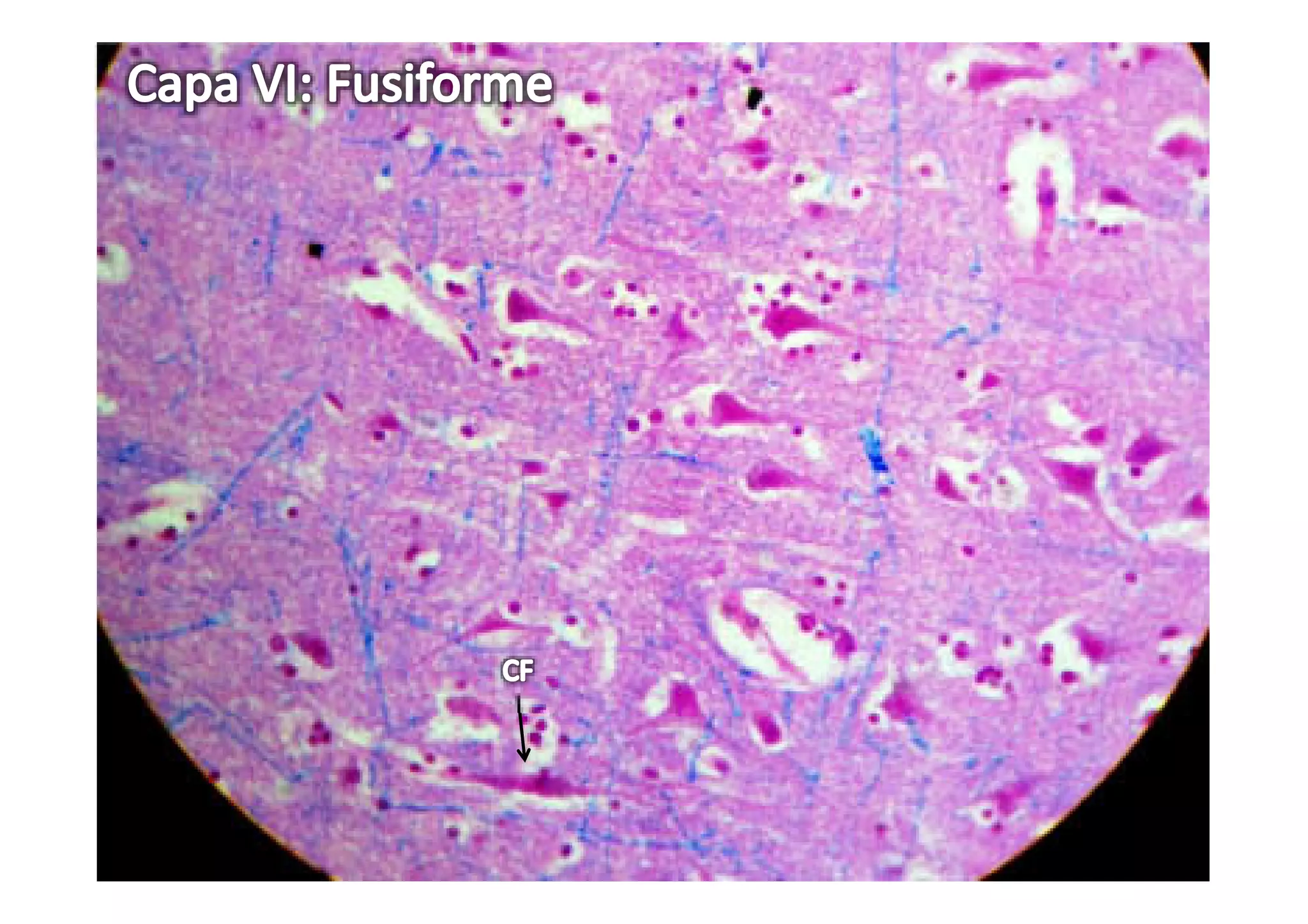 Corteza cerebral y cerebelosa | PDF
