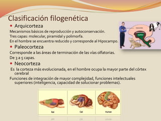 Corteza cerebral y áreas de Brodmann | PPTX