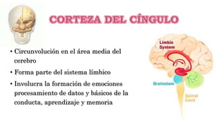 cingulate cortex | PPTX