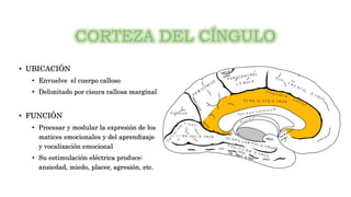 Corteza Cingulada Anterior