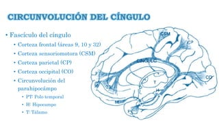 cingulate cortex | PPTX