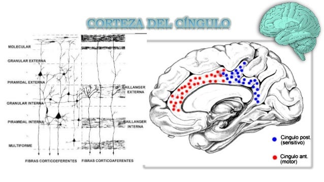 cingulate cortex