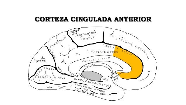 cingulate cortex