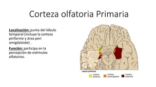 Corteza olfatoria primaria | PPTX