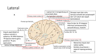 Cortical Anatomy & Function.pptx