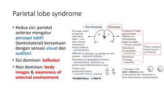 Cortical Anatomy & Function.pptx