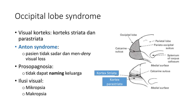 Cortical Anatomy & Function.pptx