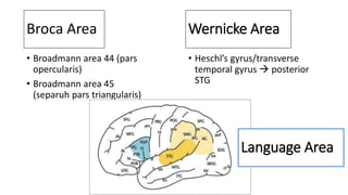 Cortical Anatomy & Function.pptx