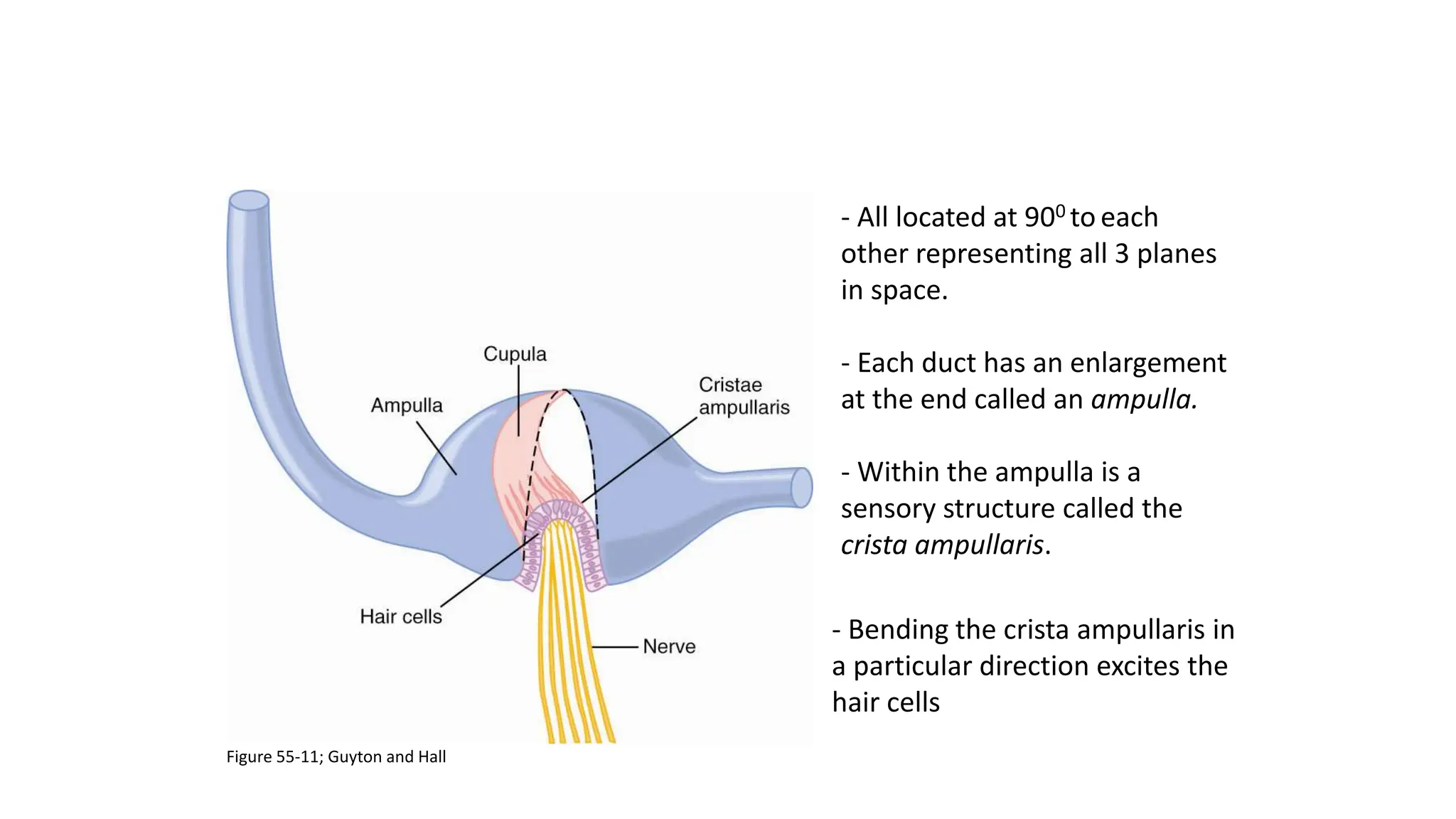 CORTICAL AND BRAINSTEM CONTROL OF MOTOR FUNCTION by prof charles.pptx