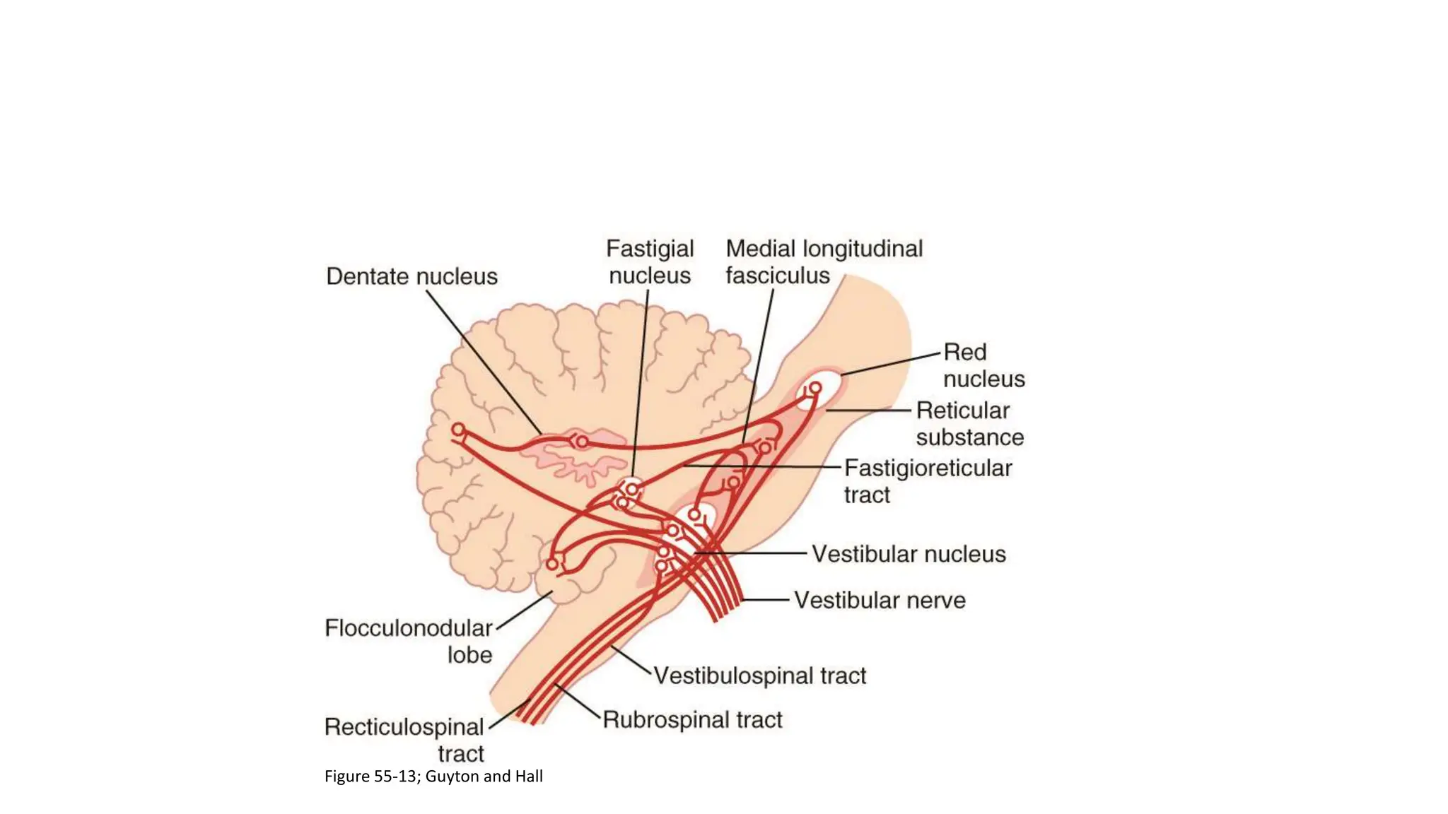 CORTICAL AND BRAINSTEM CONTROL OF MOTOR FUNCTION by prof charles.pptx