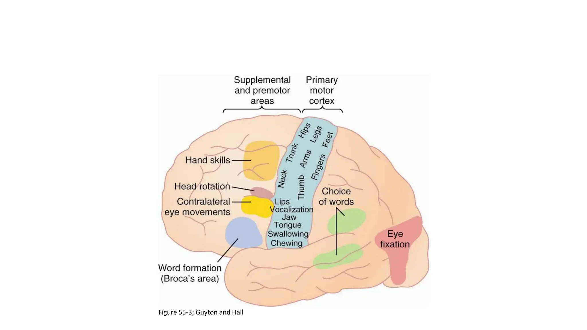CORTICAL AND BRAINSTEM CONTROL OF MOTOR FUNCTION by prof charles.pptx