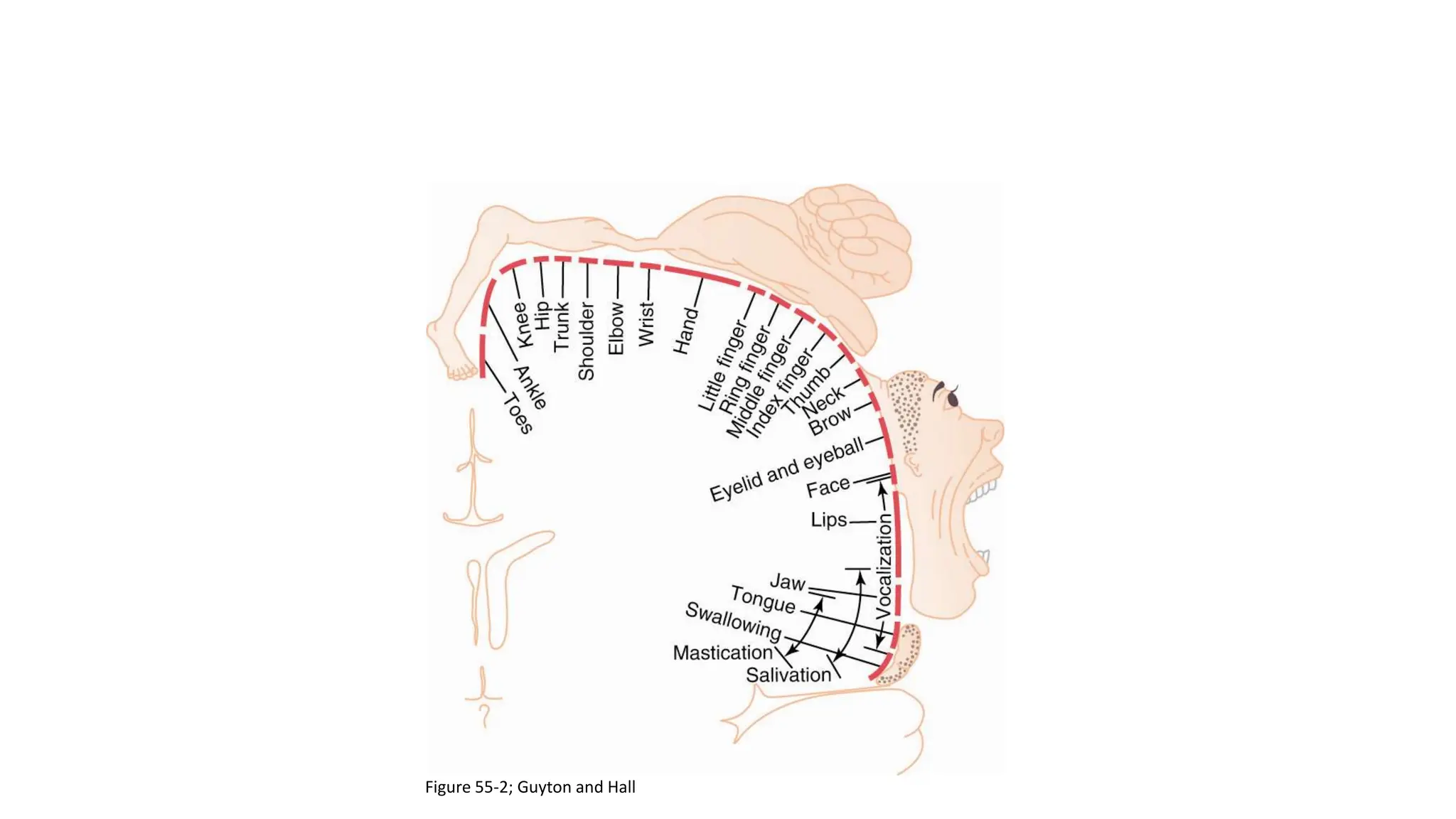 CORTICAL AND BRAINSTEM CONTROL OF MOTOR FUNCTION by prof charles.pptx