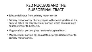 CORTICAL AND BRAINSTEM CONTROL OF MOTOR FUNCTION by prof charles.pptx