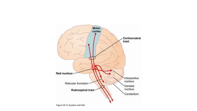 CORTICAL AND BRAINSTEM CONTROL OF MOTOR FUNCTION by prof charles.pptx