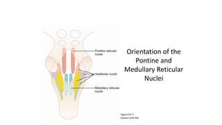 CORTICAL AND BRAINSTEM CONTROL OF MOTOR FUNCTION by prof charles.pptx