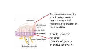 CORTICAL AND BRAINSTEM CONTROL OF MOTOR FUNCTION by prof charles.pptx