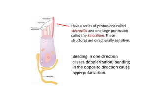 CORTICAL AND BRAINSTEM CONTROL OF MOTOR FUNCTION by prof charles.pptx