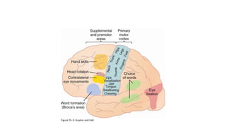 CORTICAL AND BRAINSTEM CONTROL OF MOTOR FUNCTION by prof charles.pptx