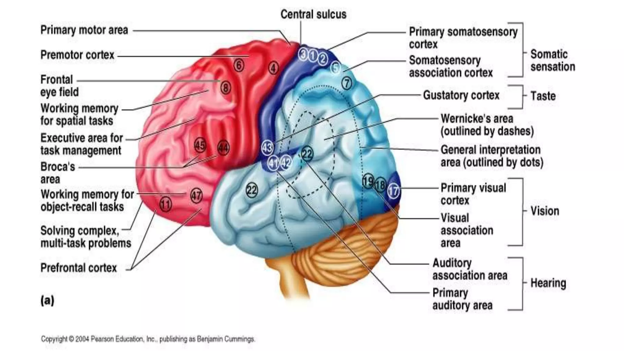 CORTICAL AREAS OF BRAIN.pptx