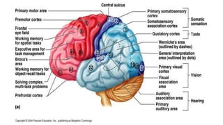 CORTICAL AREAS OF BRAIN.pptx