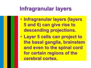 Cortical circuits | PPSX