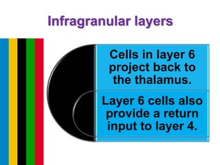 Cortical circuits | PPSX | Brain and Nervous System Disorders ...