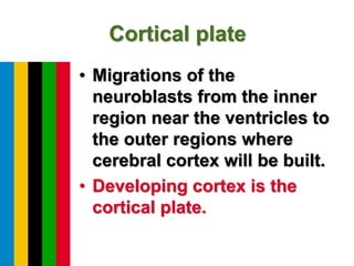 Cortical circuits | PPSX | Brain and Nervous System Disorders ...