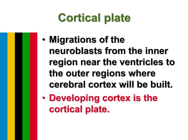 Cortical circuits | PPT