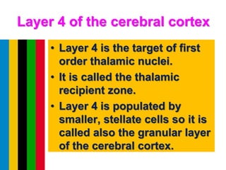 Cortical circuits | PPSX | Brain and Nervous System Disorders ...