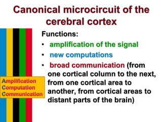 Cortical circuits | PPT
