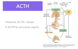 Corticale Del Surrene | KEY