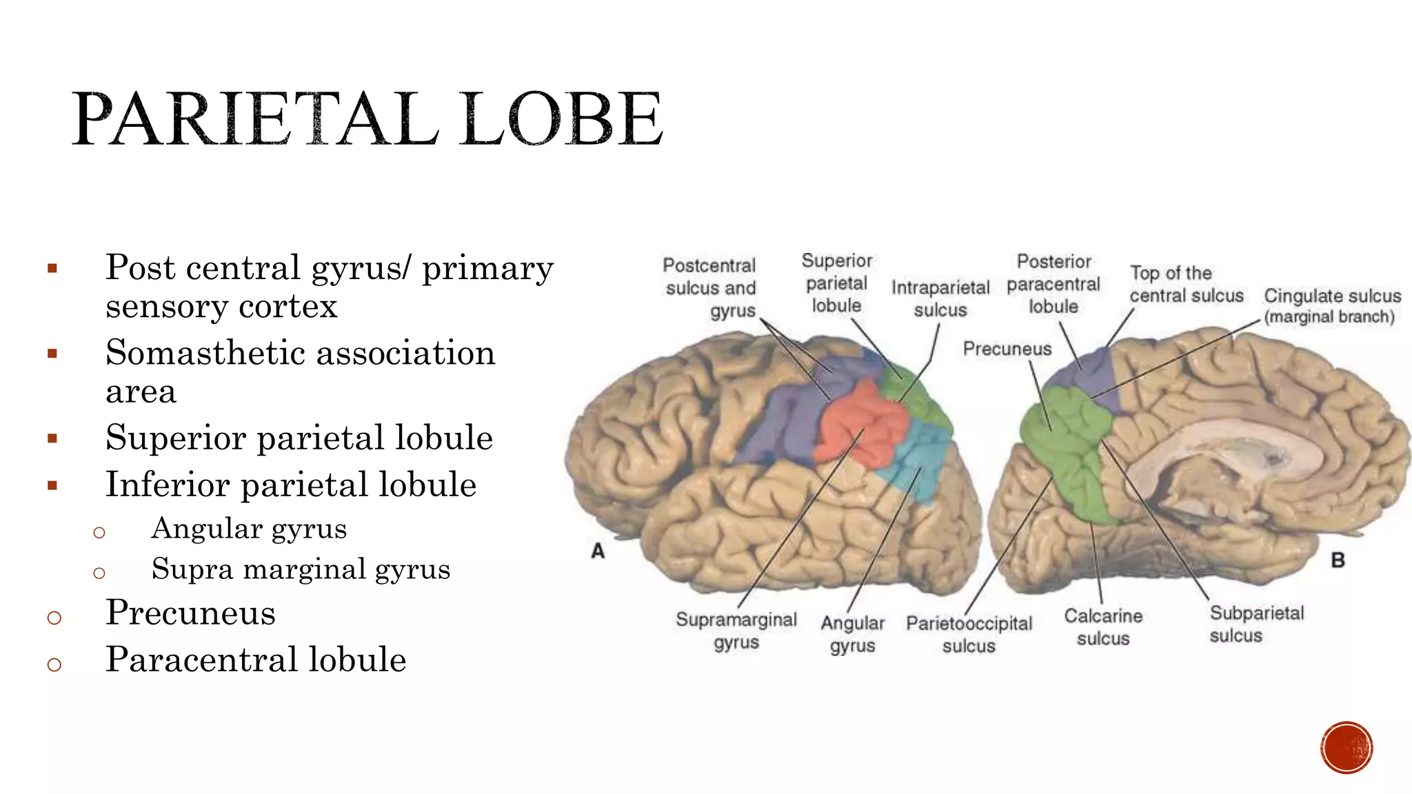 Cortical lobar functions and its implications in psychiatry.pptx