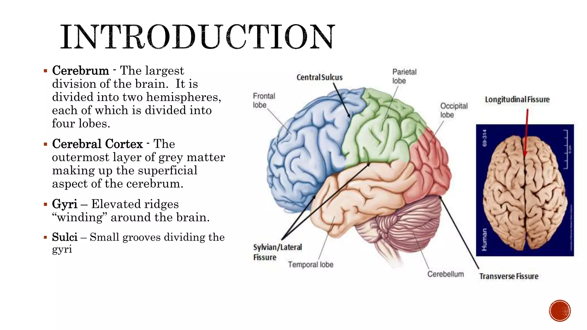 Cortical lobar functions and its implications in psychiatry.pptx