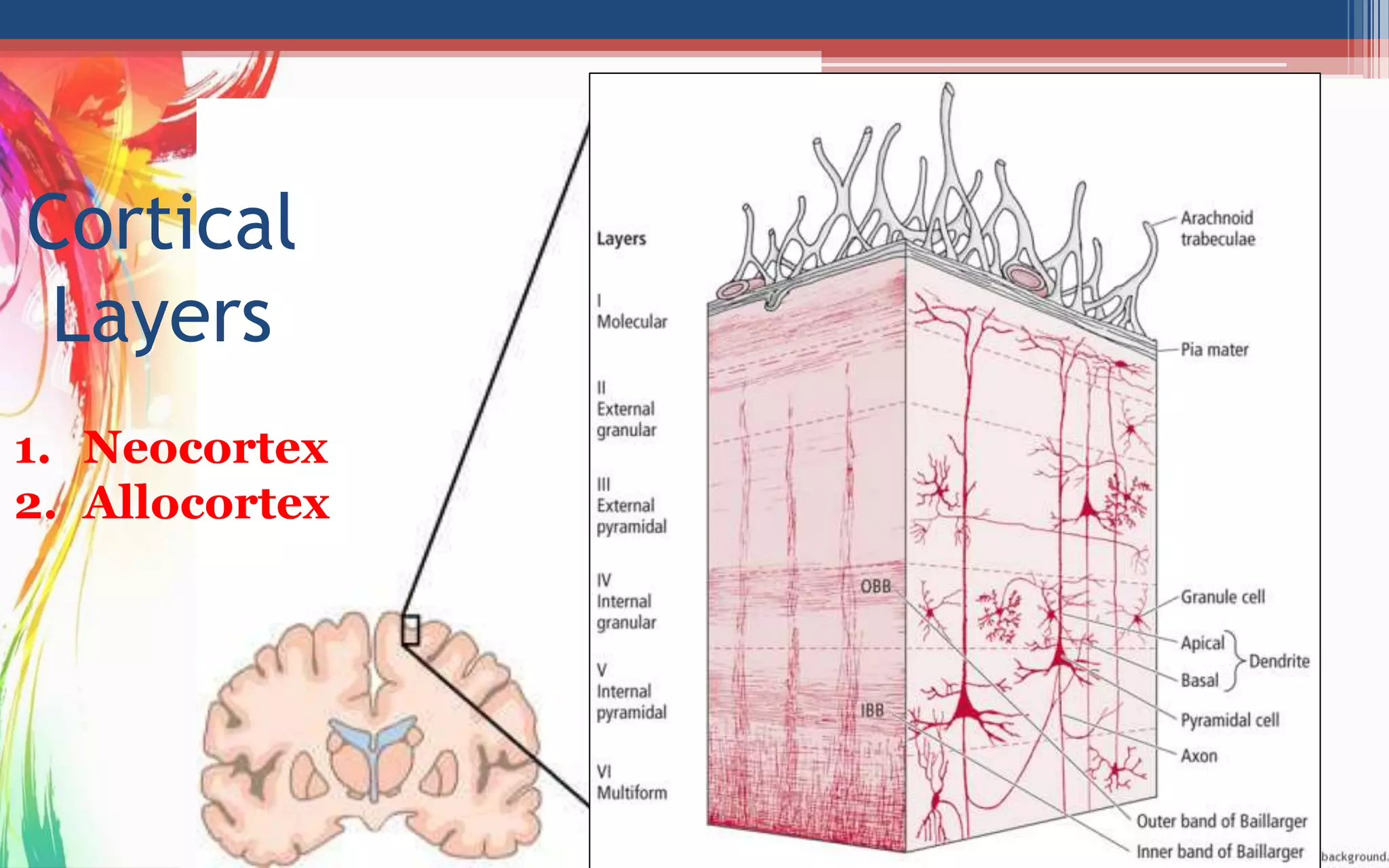 Cortical surface anatomy | PPTX