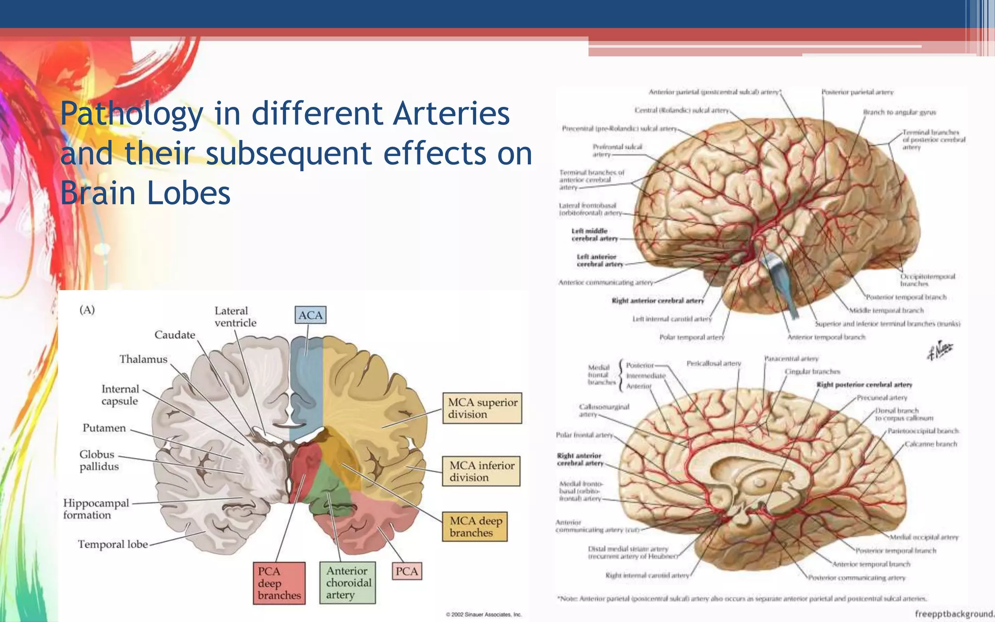 Cortical surface anatomy | PPTX
