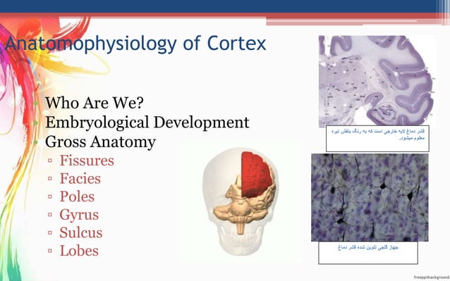 Cortical surface anatomy | PPT